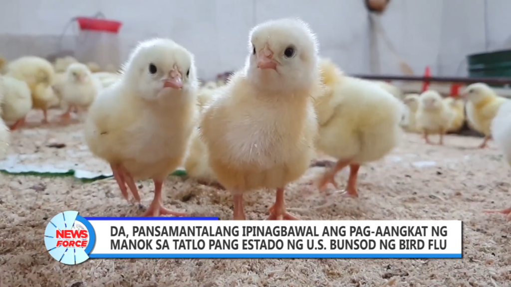 DA, PANSAMANTALANG IPINAGBAWAL ANG PAG-AANGKAT NG MANOK SA TATLO PANG ...