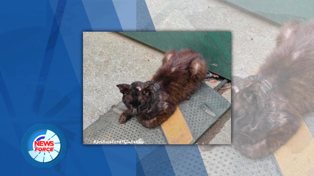 CHINESE NATIONAL, NAHULI-CAM SA PANGHAHARAS NG COMMUNITY CAT SA AYALA ...